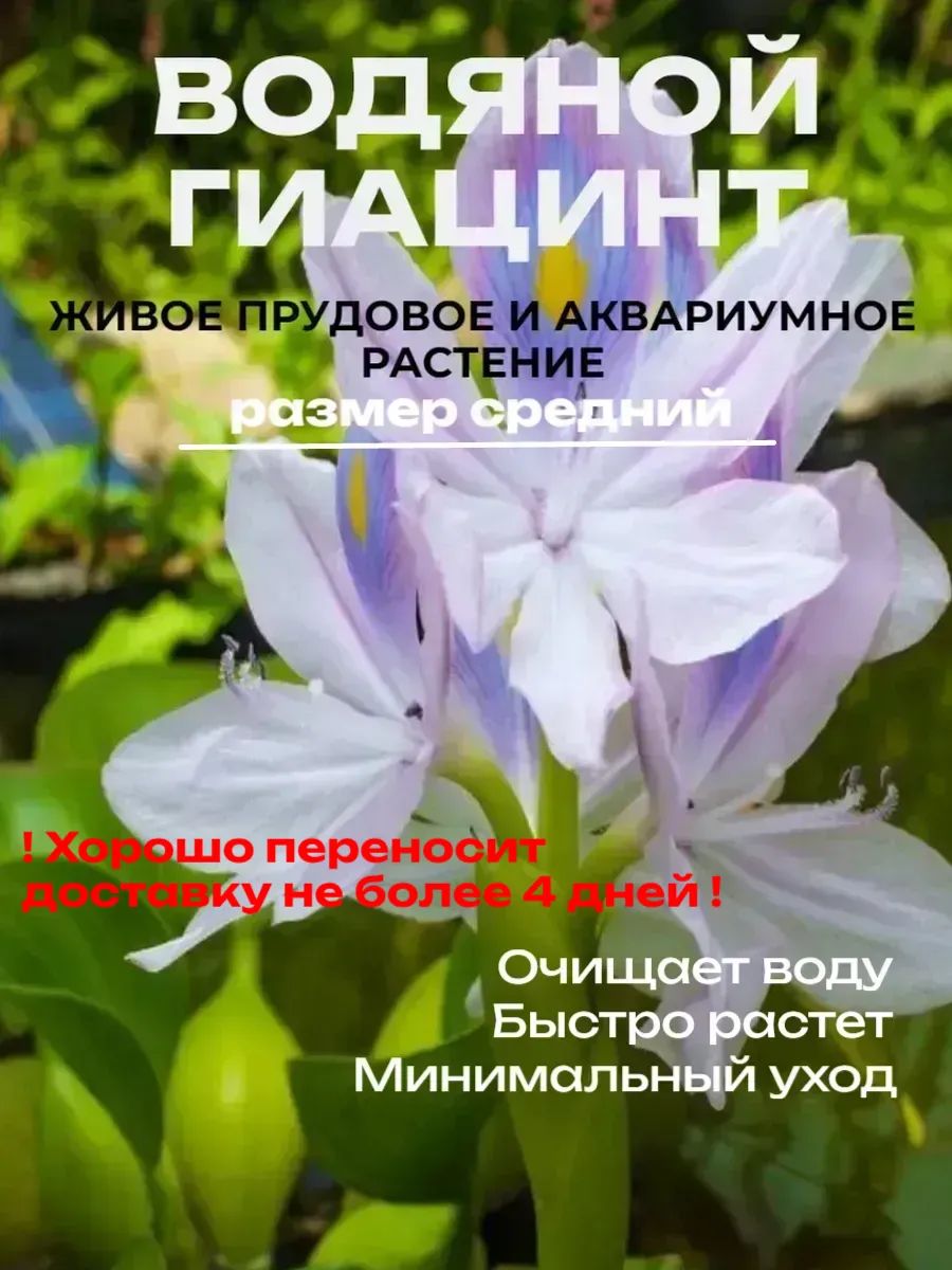 Водяной гиацинт (Эйхорния отличная или толстоножковая) - Eichhornia crassipes (1 куст). Живое аквариумное и прудовое растение