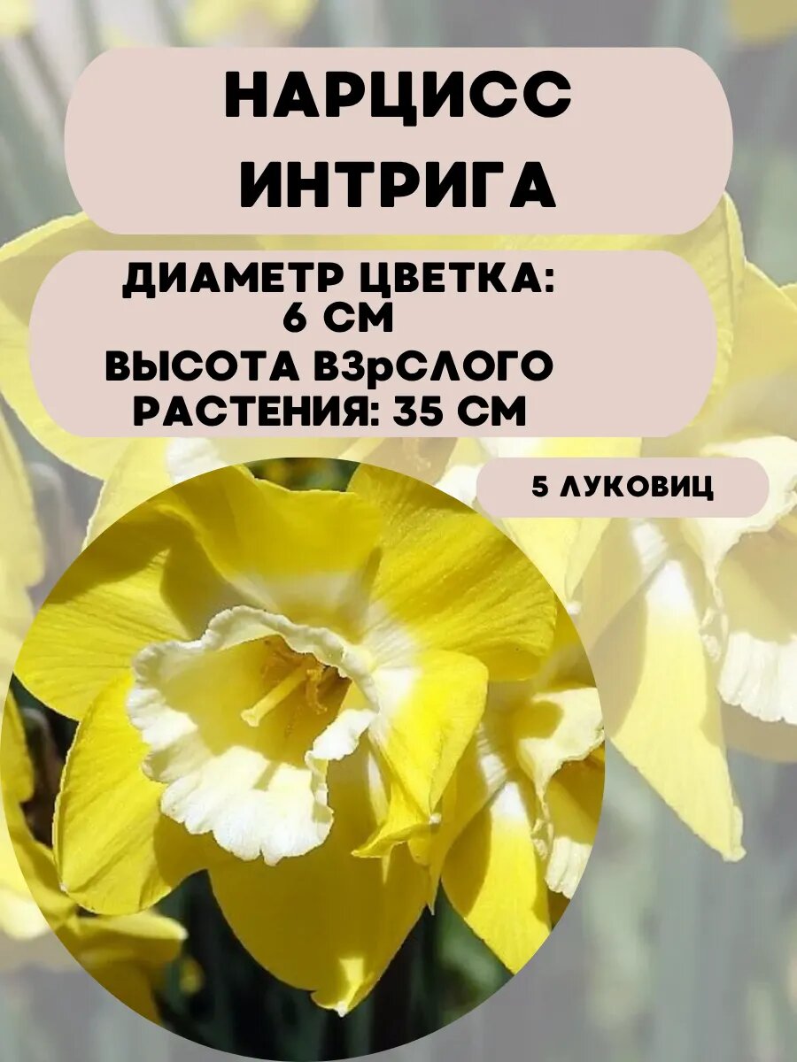 Луковицы нарцисса махрового