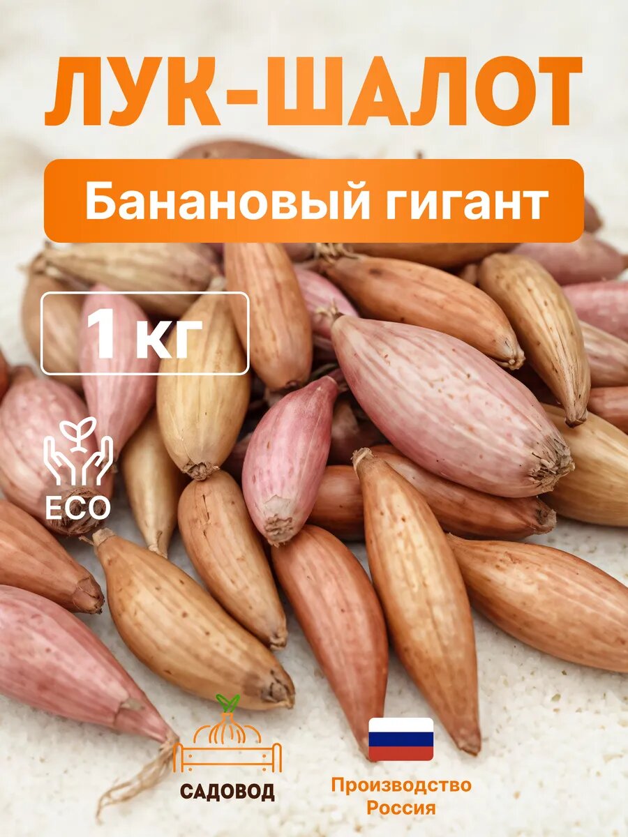Лук севок Шалот банановый гигант 1 кг на посадку осенью