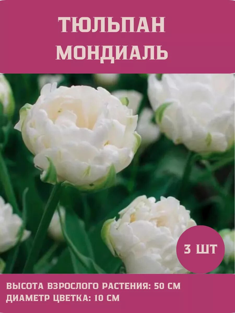 Тюльпан махровый лилиецветковый попугайный