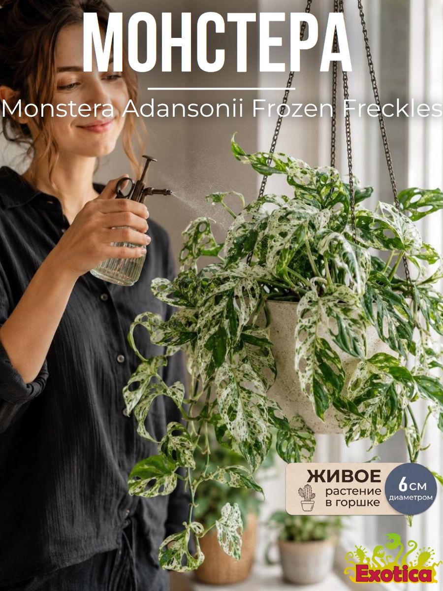 Монстера Фрозен Фреклес (Monstera Adansonii Frozen Freckles) D6см, живой цветок