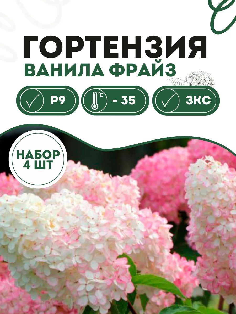 Гортензия P9 метельчатая Ванилла Фрайз 4 шт. Саженец с ЗКС в горшке!