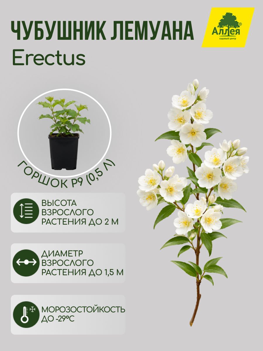 Чубушник Лемуана / Philadelphus Lemoinei Erectus P9