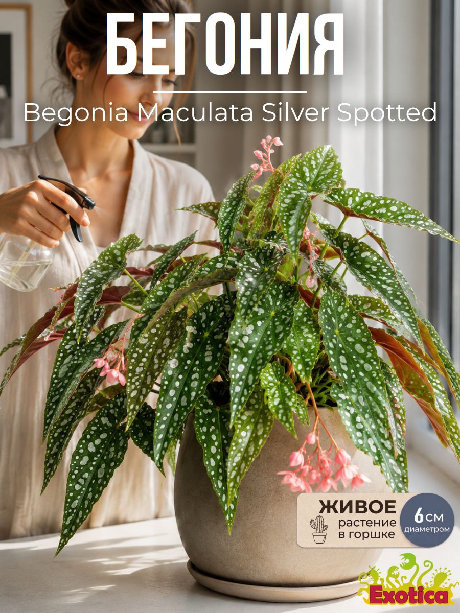 Бегония Пятнистая Сильвер Спот (Begonia Maculata Silver Spotted) D6см, комнатное растение