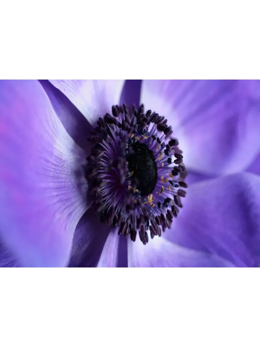 Постер "Макросъемка, violet flower" из коллекции "Цветы" А4
