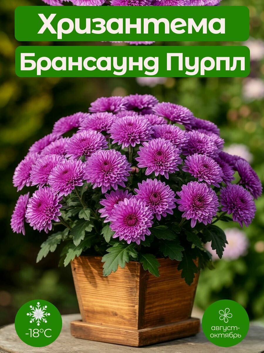 Хризантема Брансаунд Пурпл