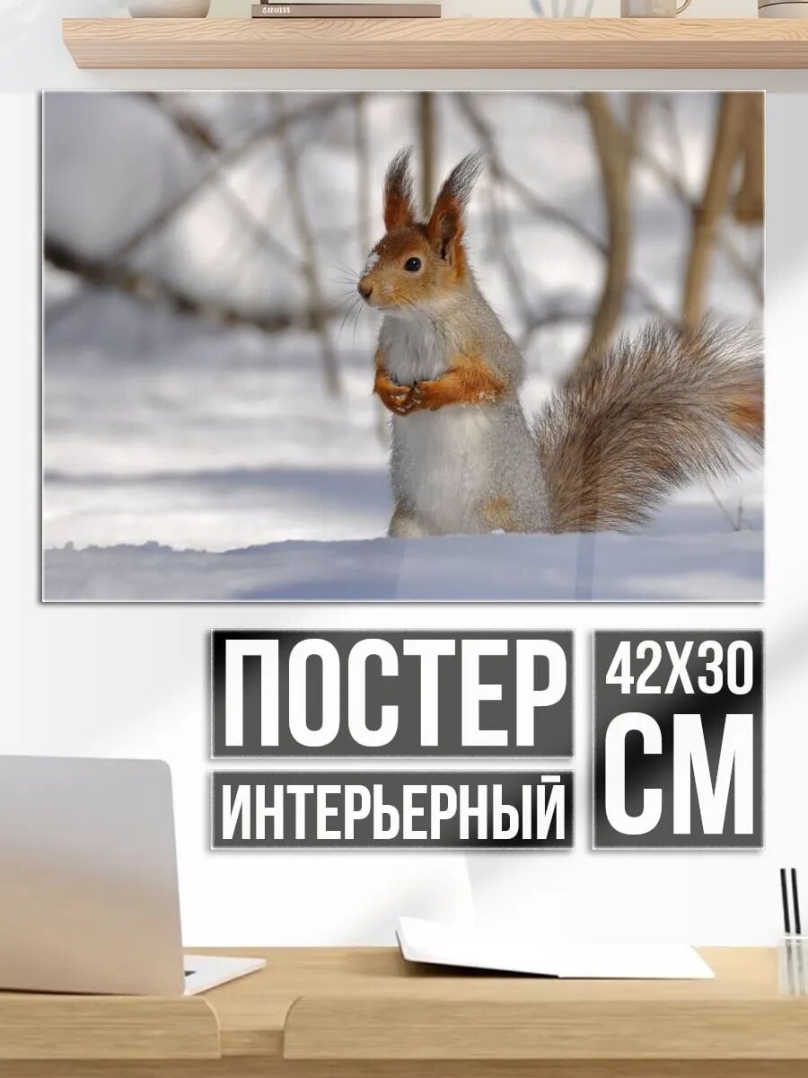 Плакат постер Белка в снегу