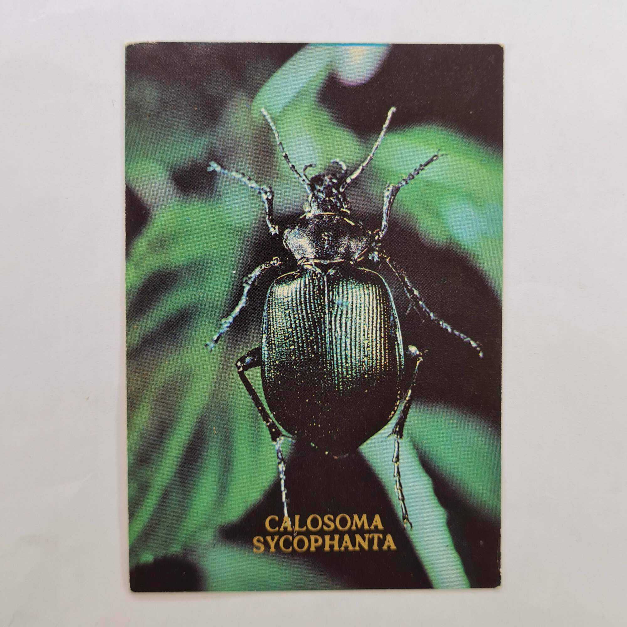 Карманный календарик 1991. Жук Calosoma sycophanta, насекомые. Календарь винтажный