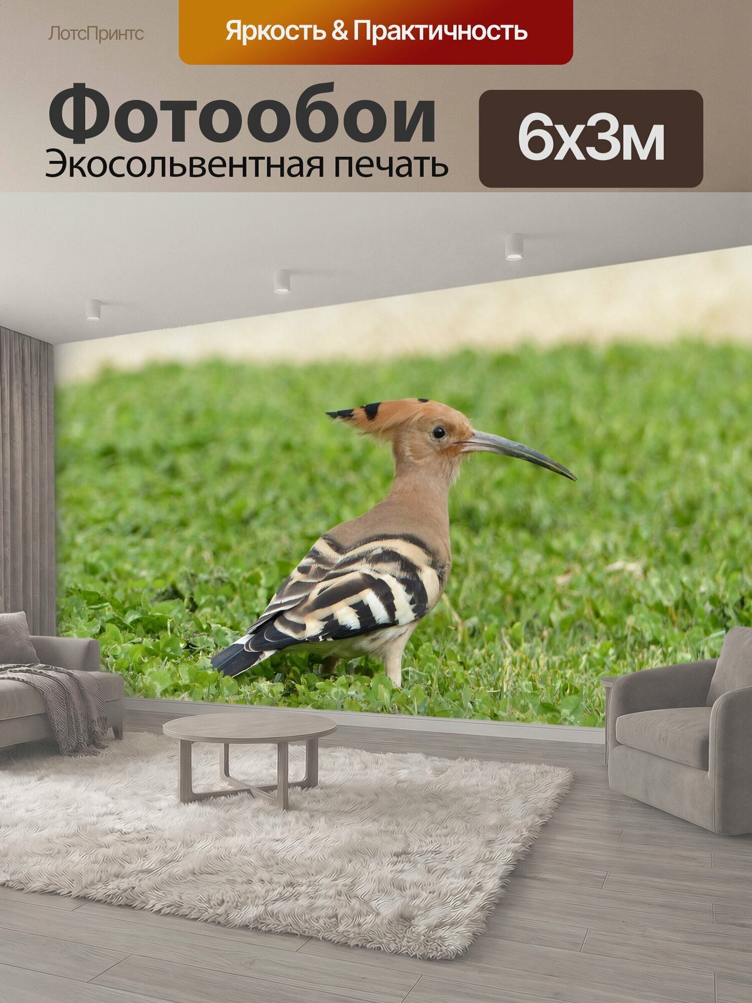 Фотообои "Удод, птица, наблюдение за птицами" 600x300 см. экосольвентная печать