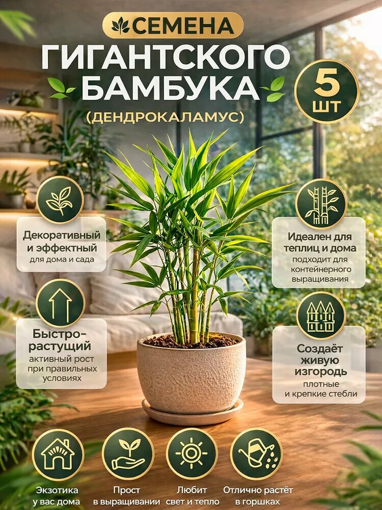 Семена Гигантского Бамбука (Дендрокаламус) 5 шт декоративный, быстрорастущий, для дома, сада и теплиц