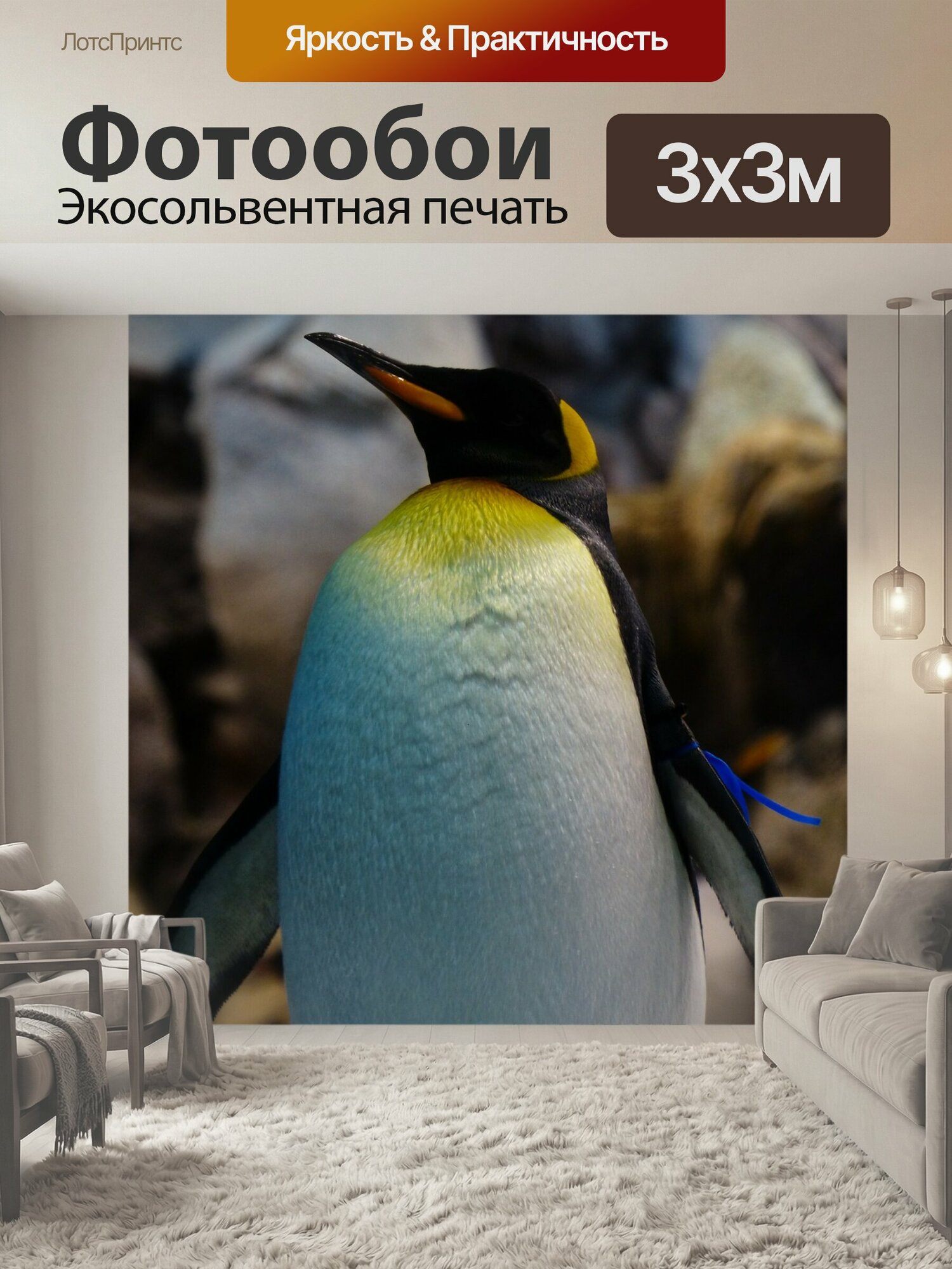Фотообои "Королевский пингвин, пингвин, aptenodytes patagonicus" 300x300 см. экосольвентная печать