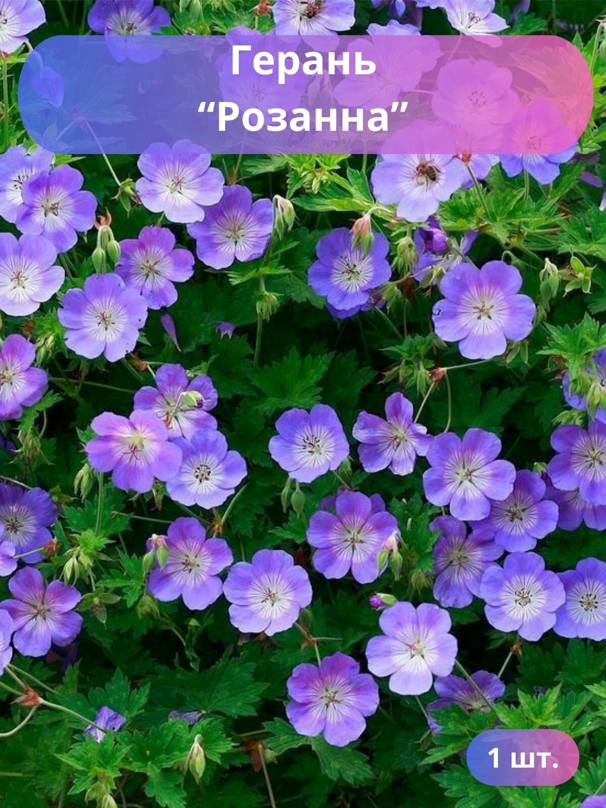 Герань Розанна корень - 1 шт. посадочный материал для выращивания