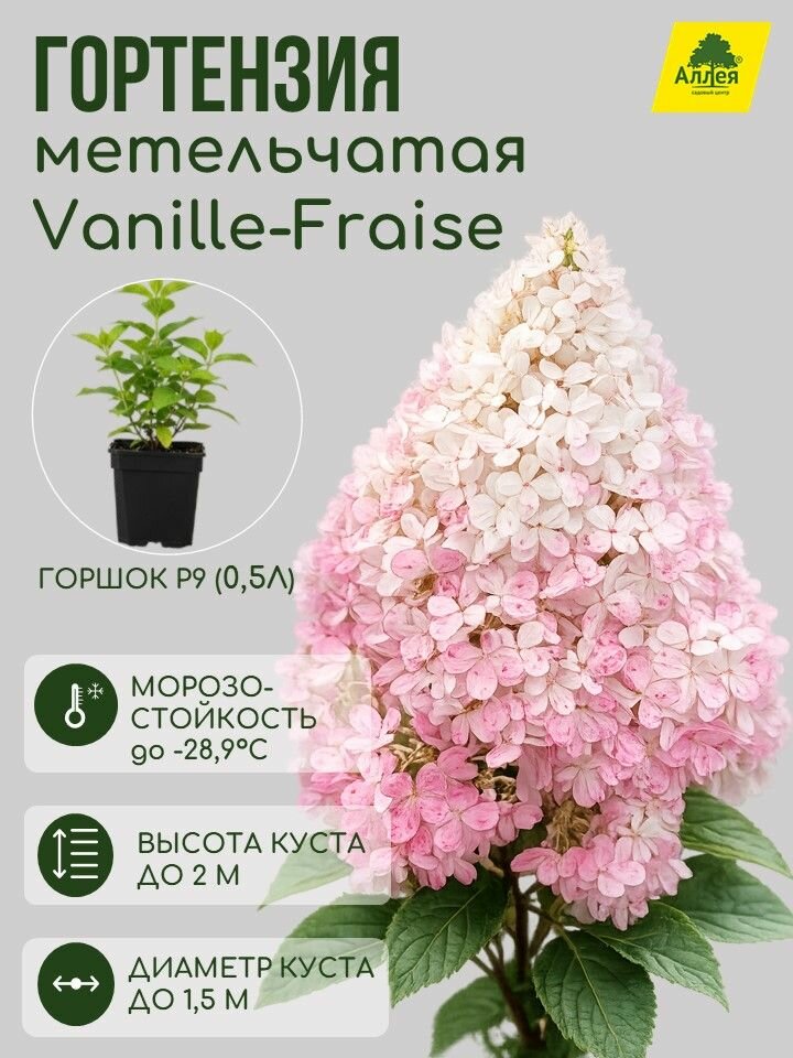 Гортензия метельчатая Vanille-Fraise Р9