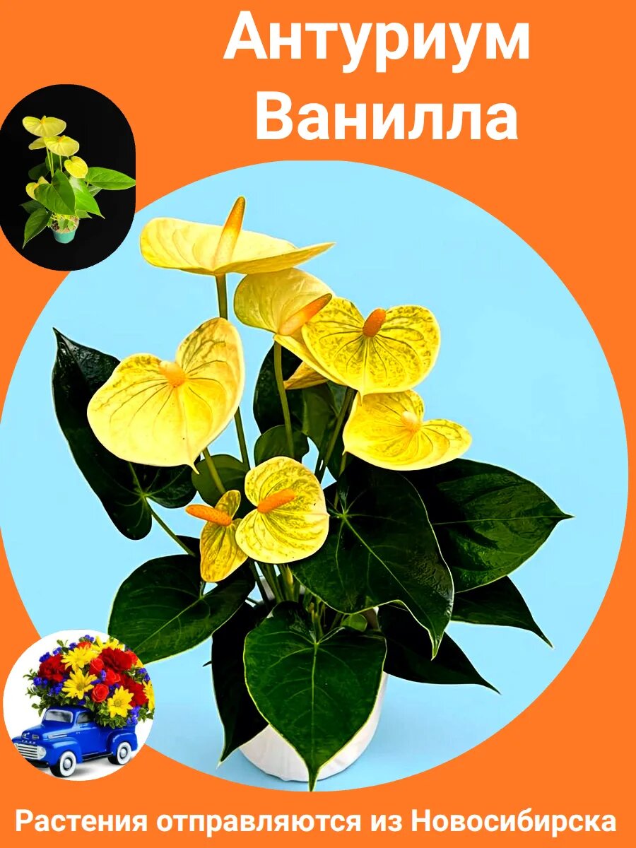 Антуриум Ванилла (Vanilla) редкий сорт с желтыми цветами
