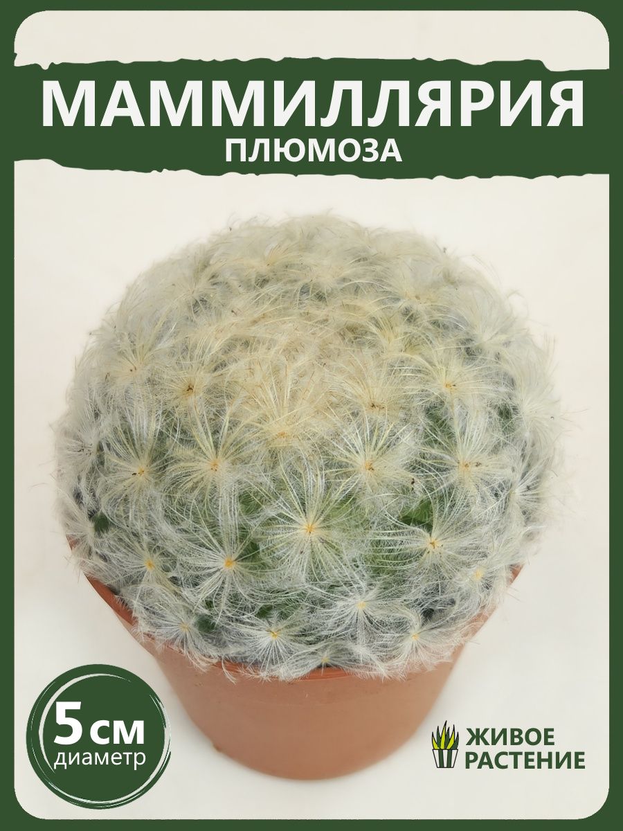 Кактус Маммиллярия Плюмоза, живое растение, D-5