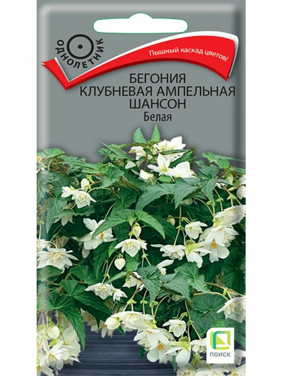 Бегония клубневая ампельная Шансон Белая 10 шт, Семена Поиск