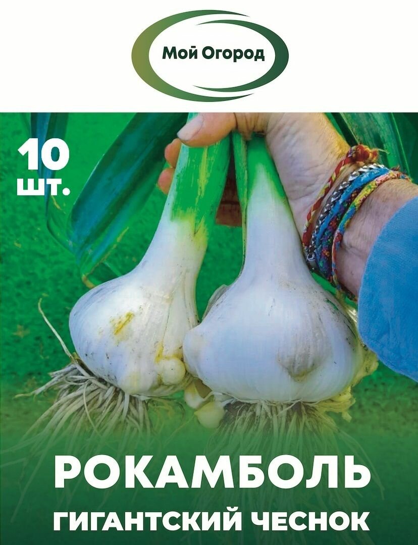 Рокамболь сортовой семена детки 10 шт гигантский чеснок детки чеснока посадочный материал
