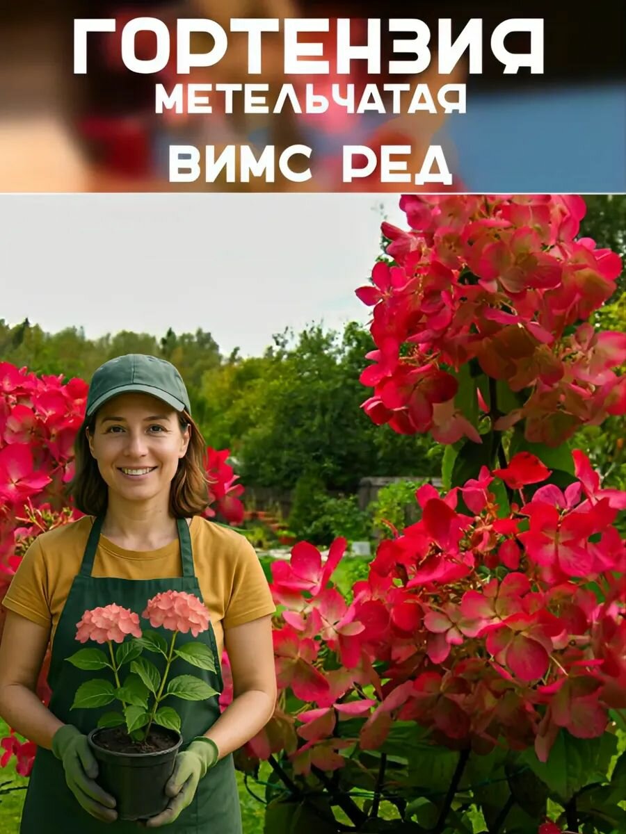Гортензия метельчатая "Вимс Ред"