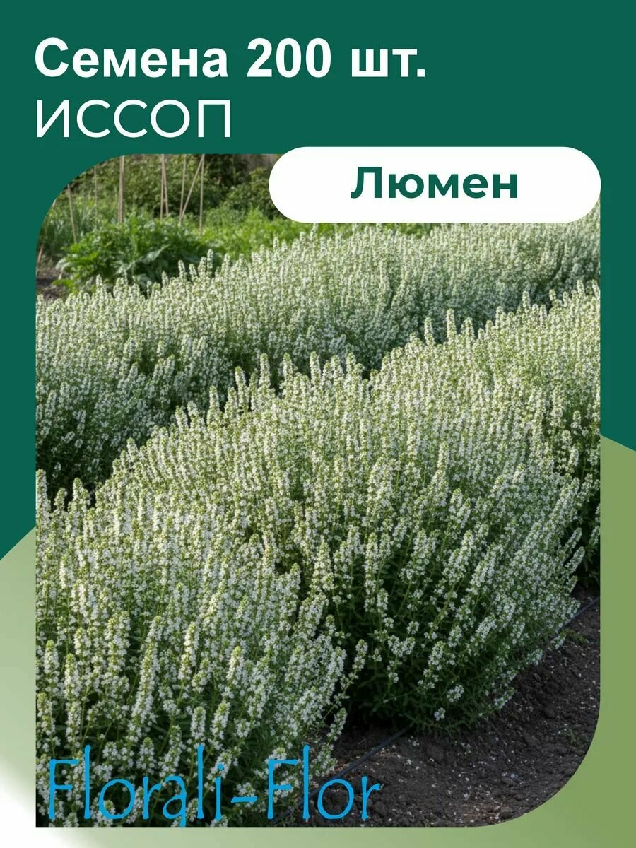 Иссоп Семена