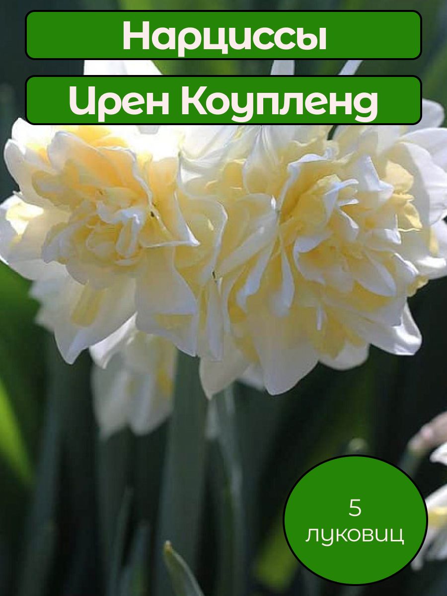 Луковицы Нарцисса Ирен Коупленд 5 шт