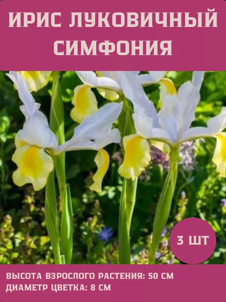Ирис луковичный; Цветок ириса