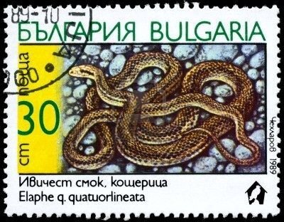 (1989-091) Марка Болгария "Четырёхполосый лазающий полоз" Змеи III