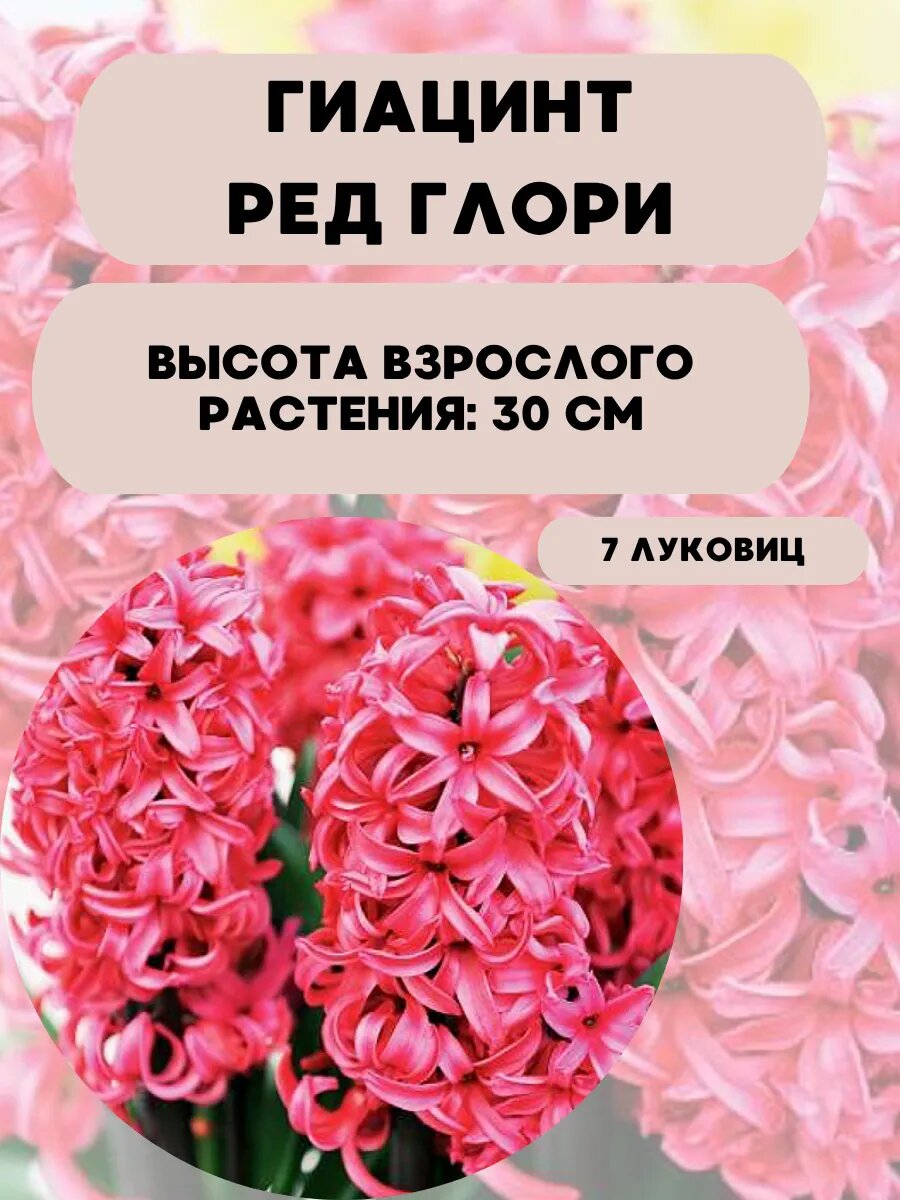 Гиацинт многолетний Луковицы растений