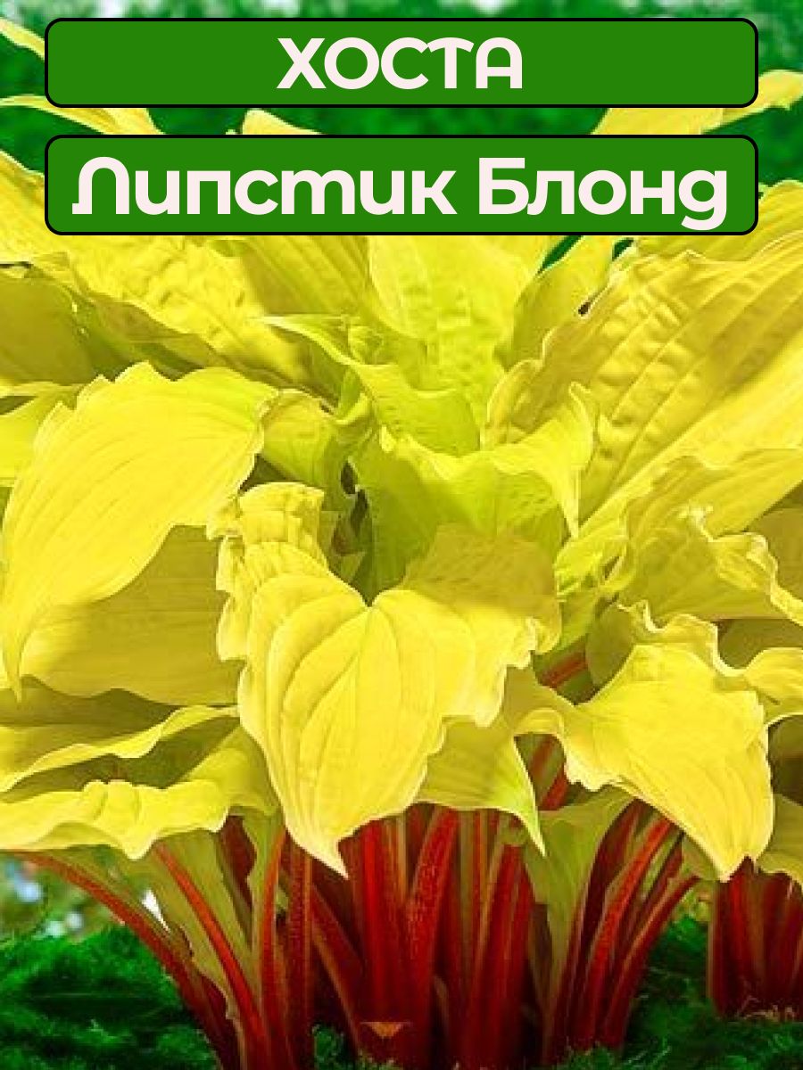 Хоста Липстик Блонд, 1 шт