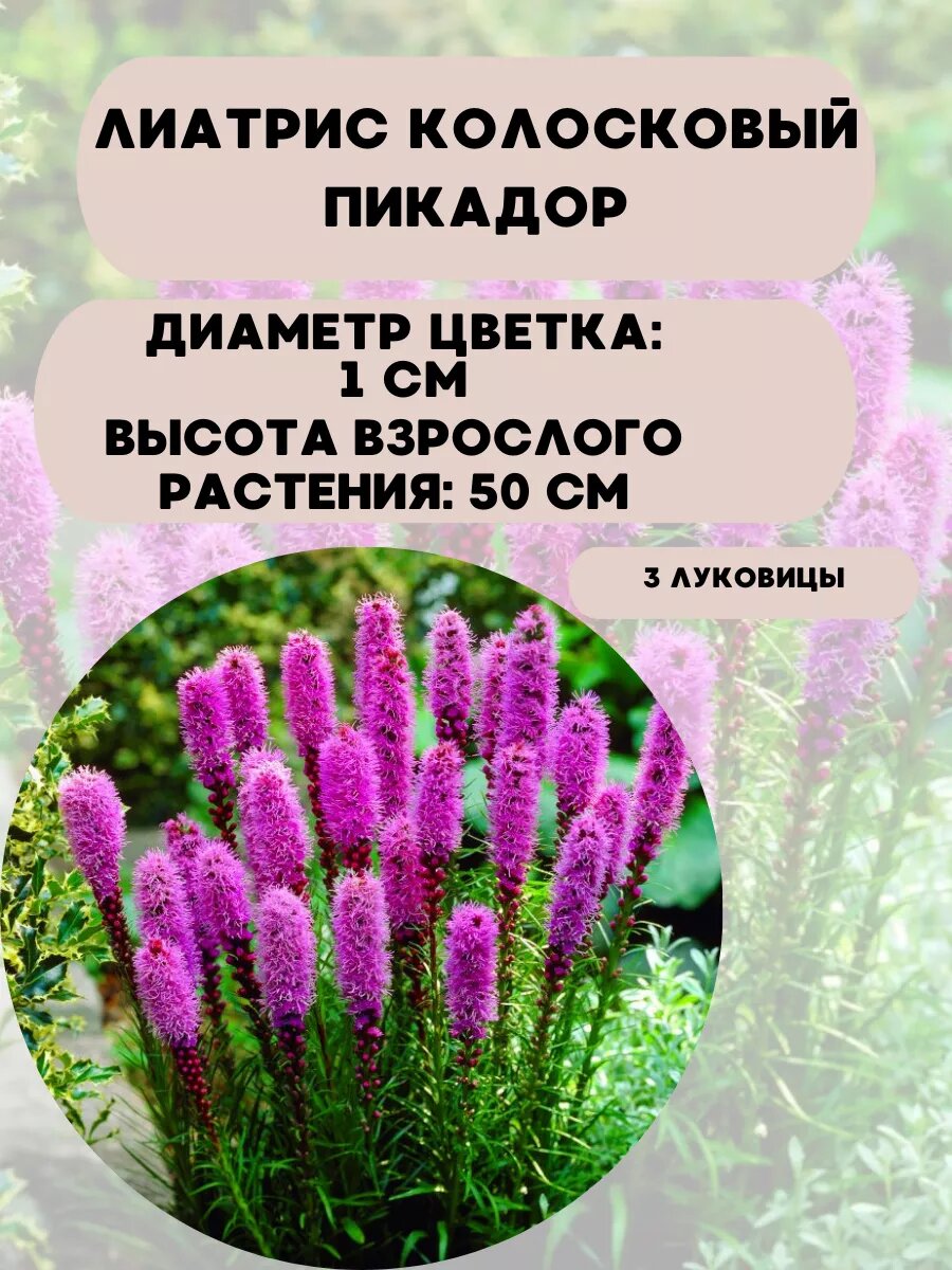 Лиатрис колосковый/Луковицы лиатриса