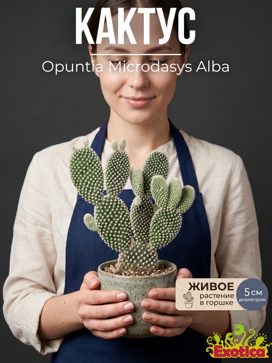 Опунция Микродазис, или Мелковолосистая Альба (Opuntia Microdasys Alba) D5см, домашнее растение