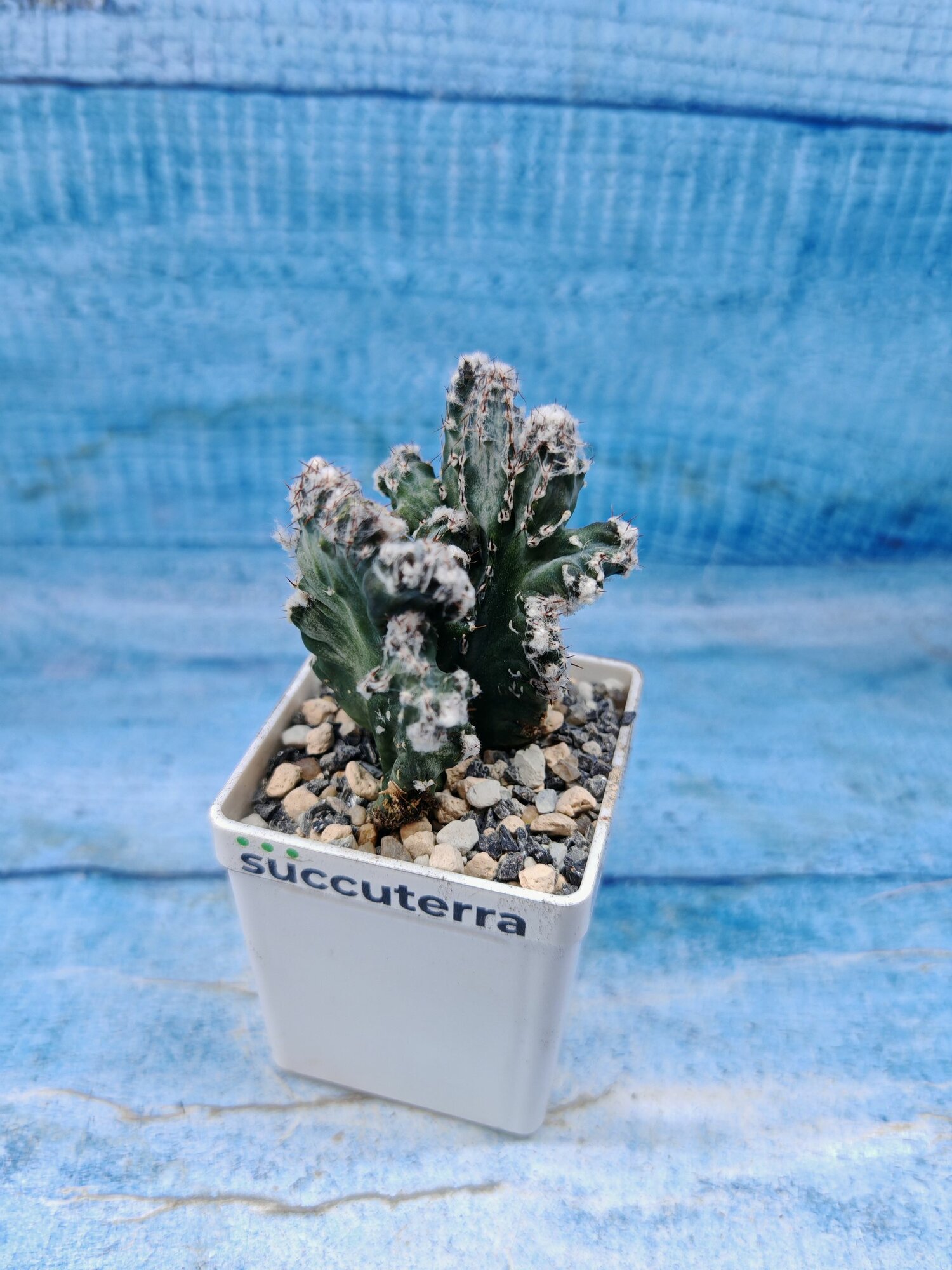 Кактус Monvillea Spegazzinii (Монвилея). Диаметр горшка 5 см. Субстрат Succuterra Classic и фирменный горшочек в комплекте.