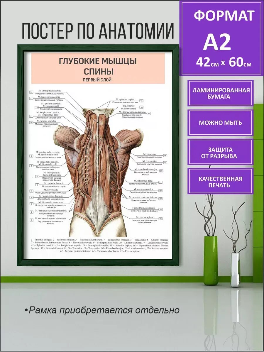 Постеры А2 по анатомии, глубокие мышцы спины