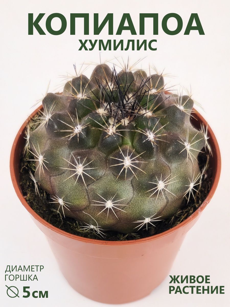 Копиапоа Хумилис (Copiapoa Humilis) кактус живой, D-5