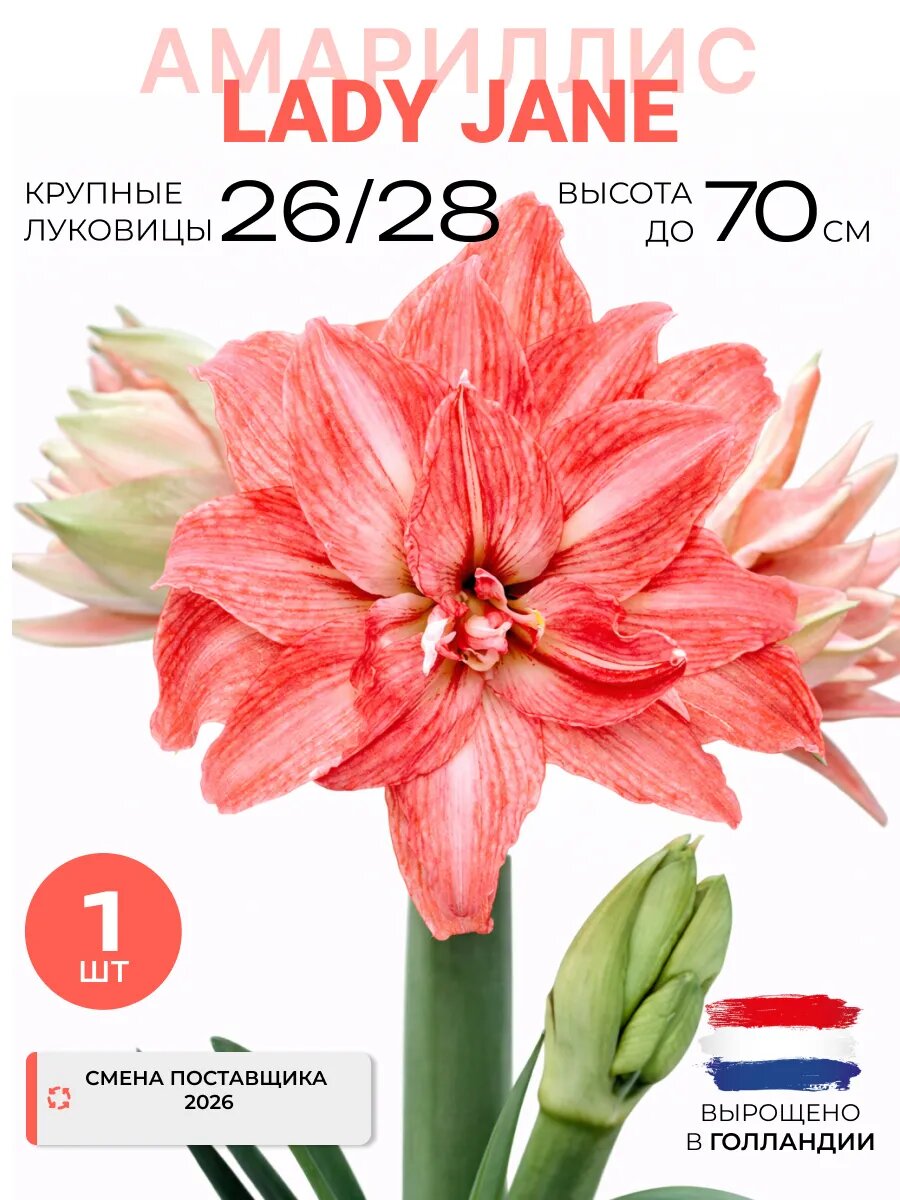 Амариллис луковица живая комнатная