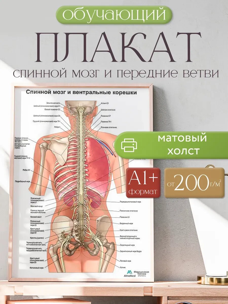 Обучающий плакат "Спинной мозг и передние ветви", размер А1+, матовый холст от 200г/м2