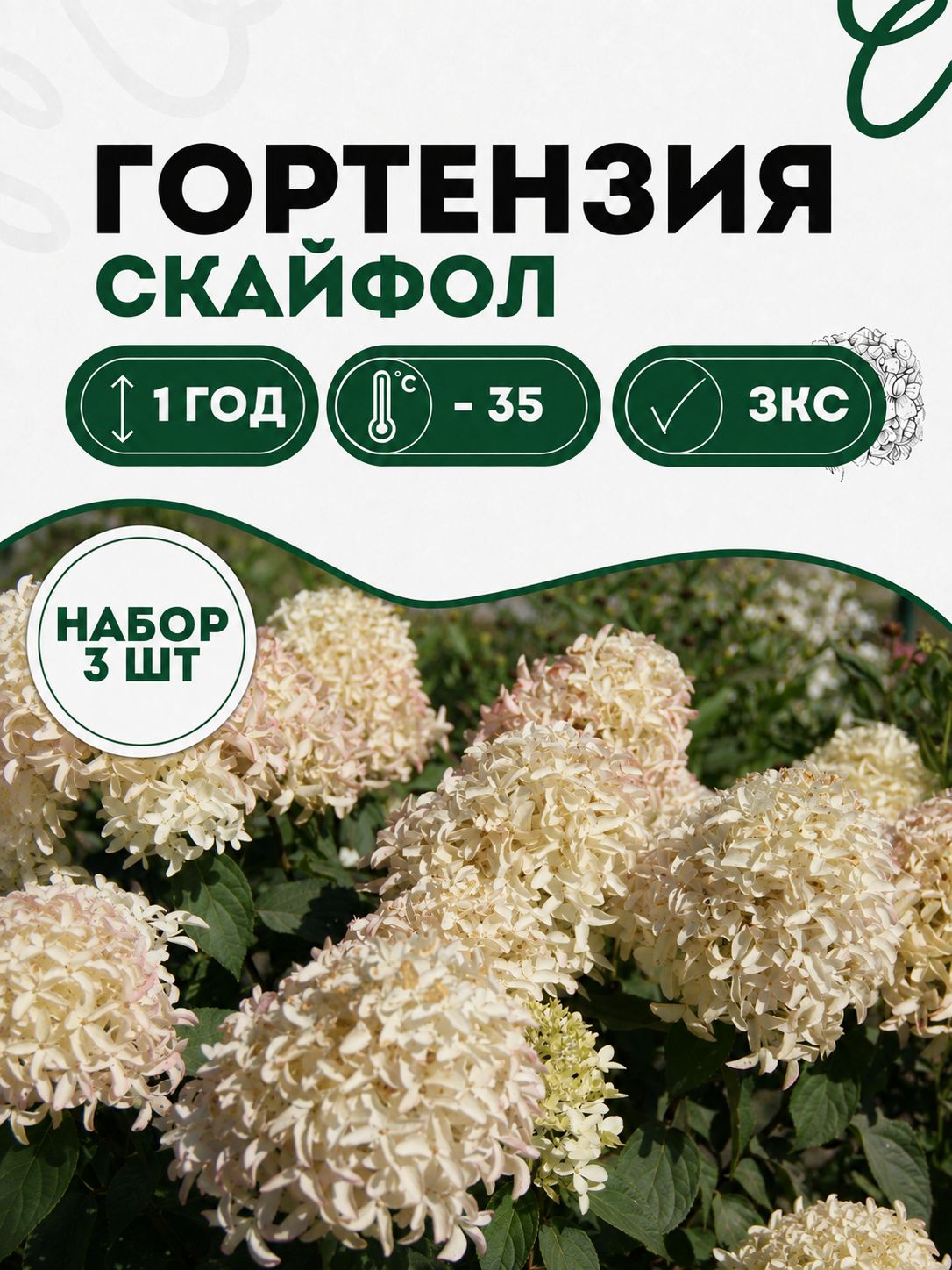 Гортензия P9 Скайфол 3 шт. Саженец с ЗКС в горшке! Идеально для сада!