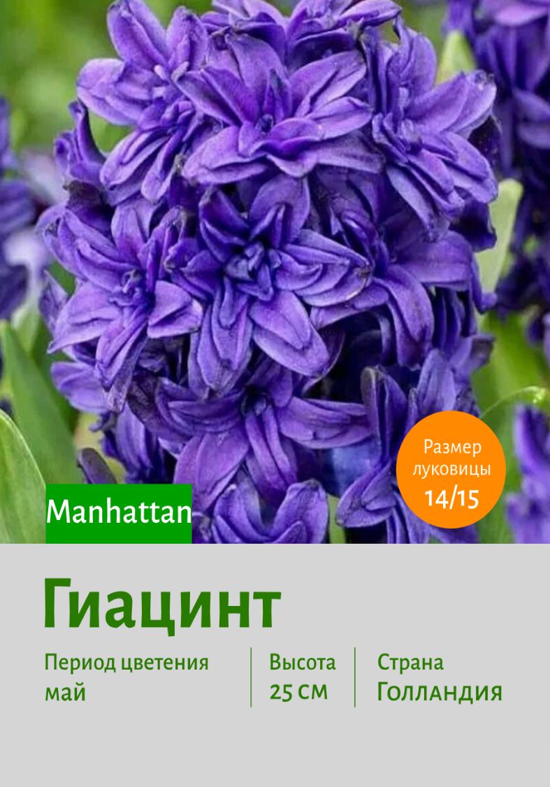 Гиацинт Манхэттен (Manhattan). Луковицы, 10 шт. Сотка.