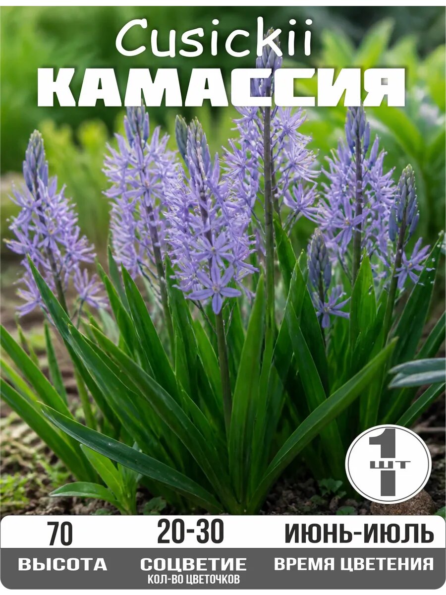 Камассия Кузика луковицы 1 шт. высота 70 см, светло-голубого цвета