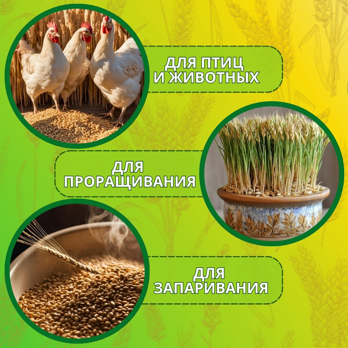 Пшеница 5кг. зерно — фото 1