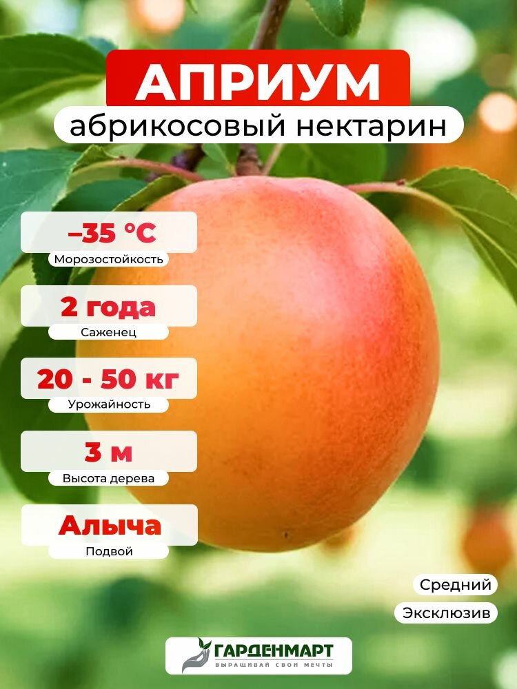 Саженец морозостойкий Априум (абрикосовый нектарин)