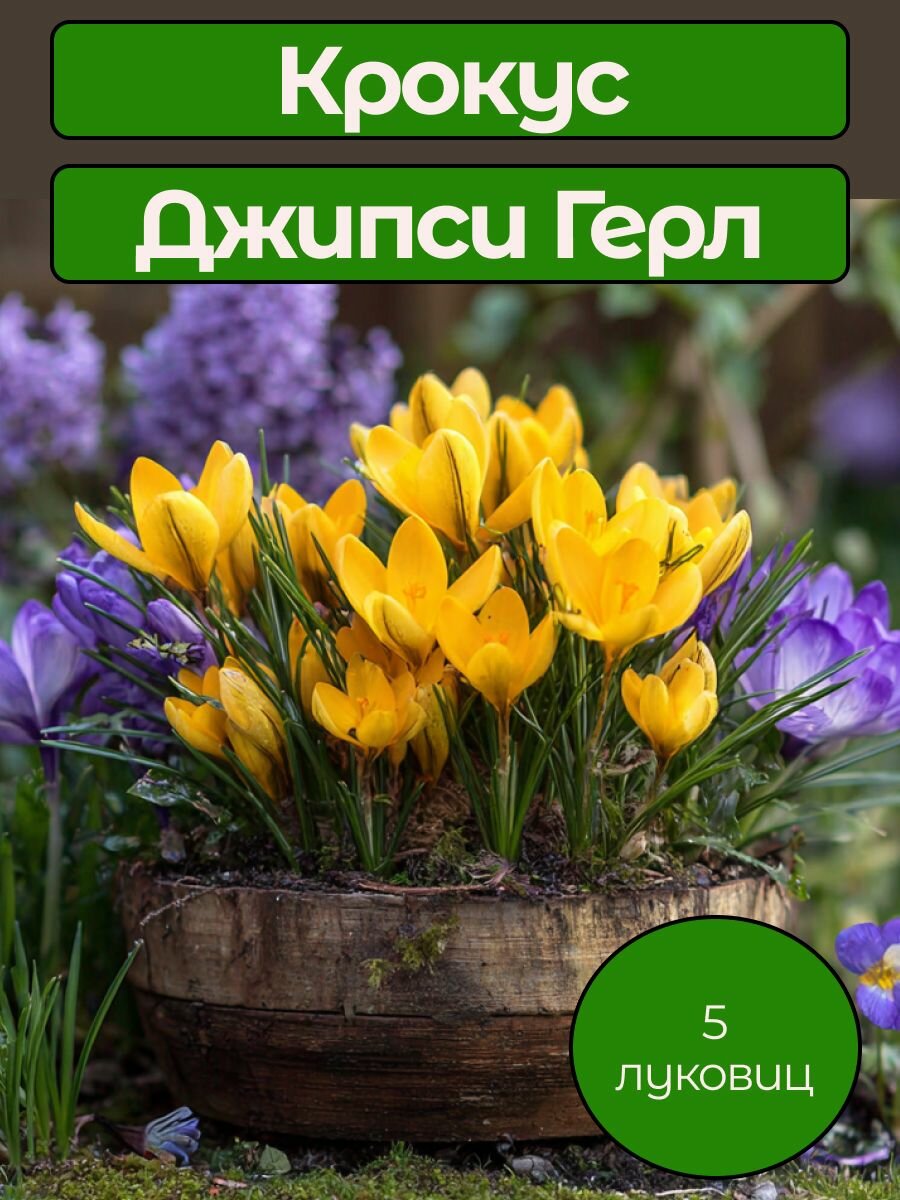Крокус Джипси Герл луковицы 5 шт