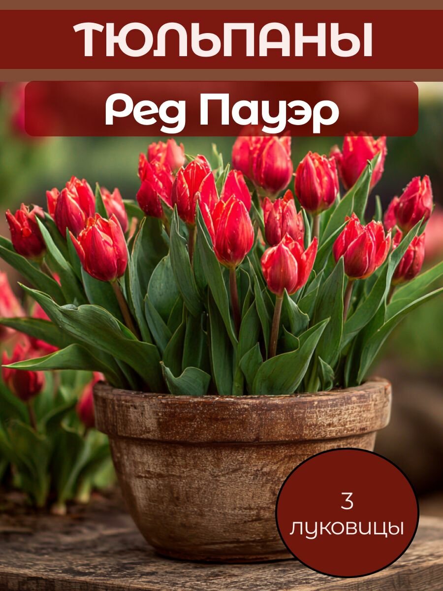 Луковицы тюльпана Ред Пауэр 3 шт