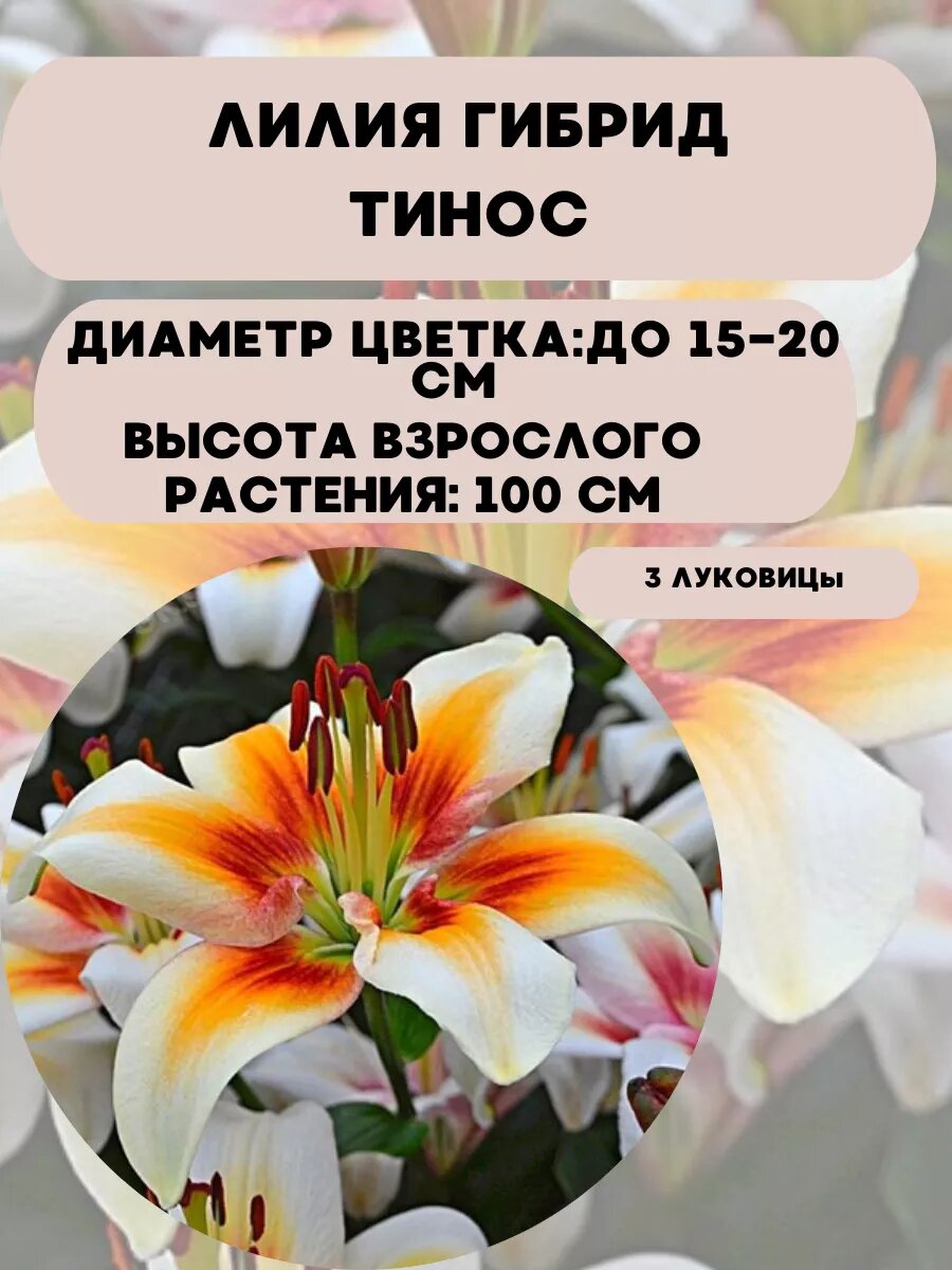 Лилия махровая; Лилия гибрид
