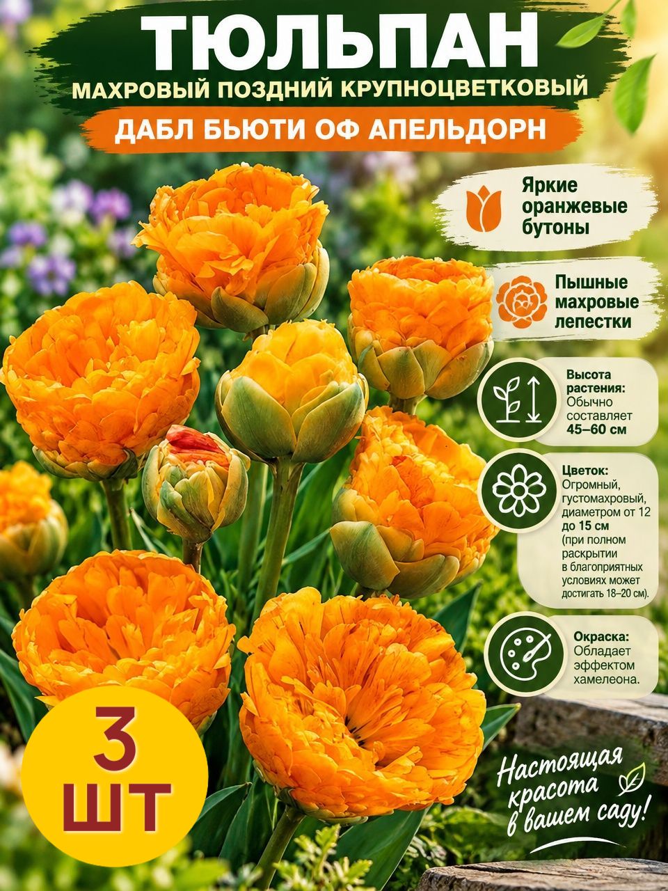 Луковицы/ Тюльпан махровый поздний дабл бьюти ОФ апельдорн/ 3шт