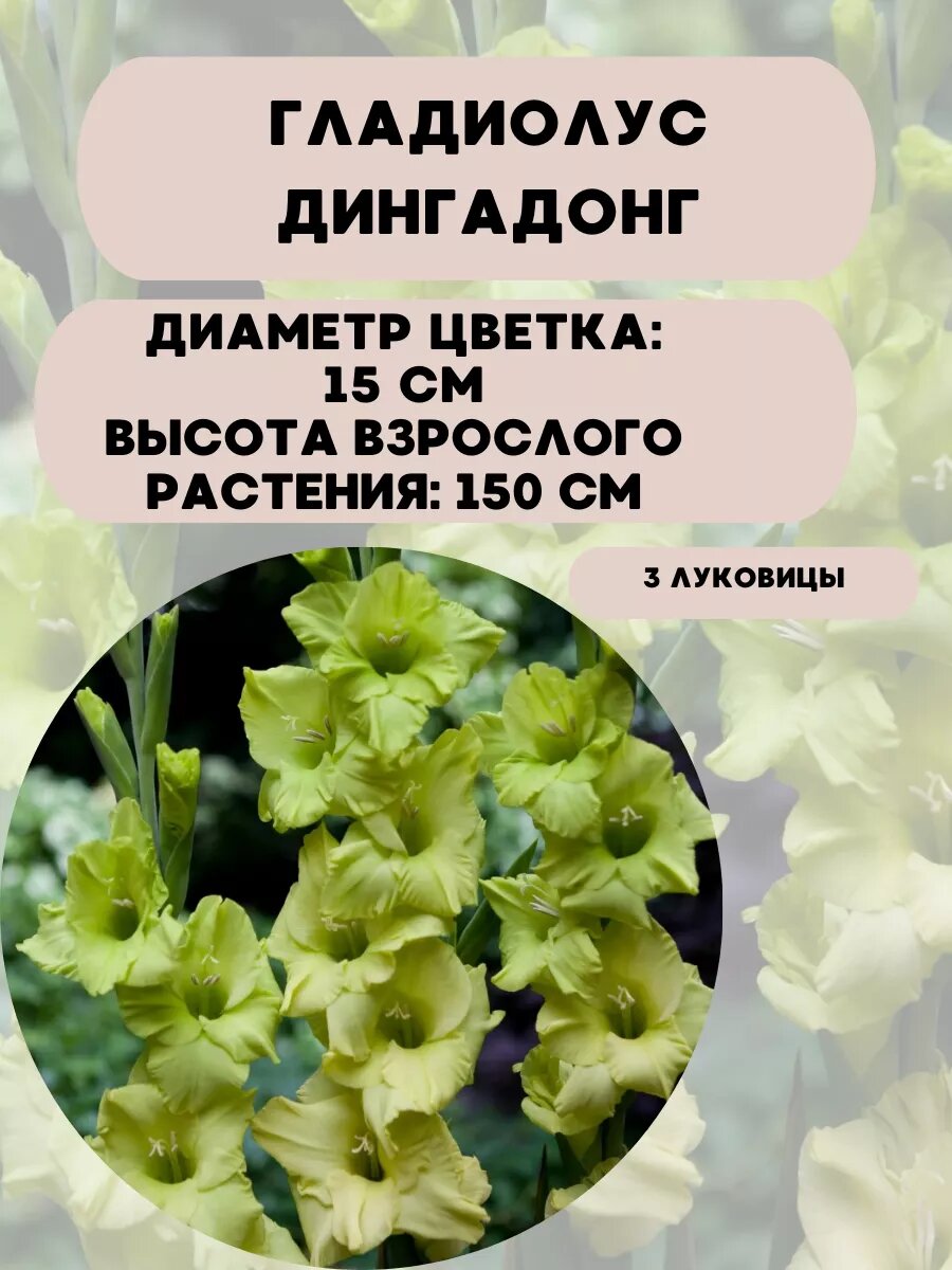 Гладиолус крупноцветковый/Луковицы гладиолуса