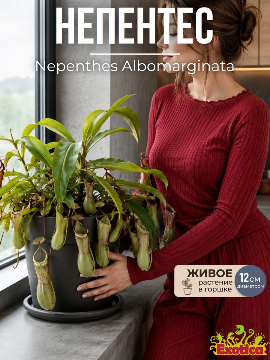 Непентес Альбомаргината (Nepenthes Albomarginata) D12см