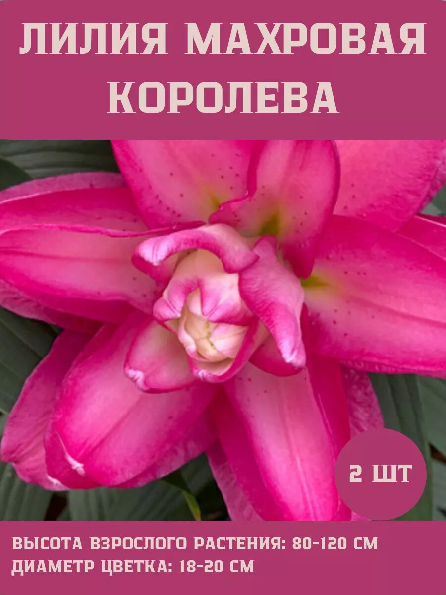 Луковицы лилий; Махровая лилия; Азиатская лилия