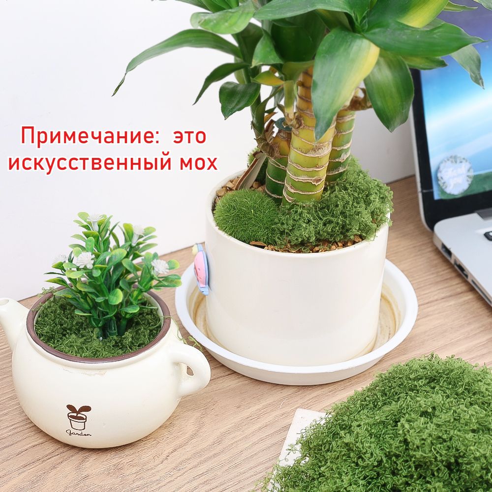 Стабилизированный мох Мох 5 шт зеленый