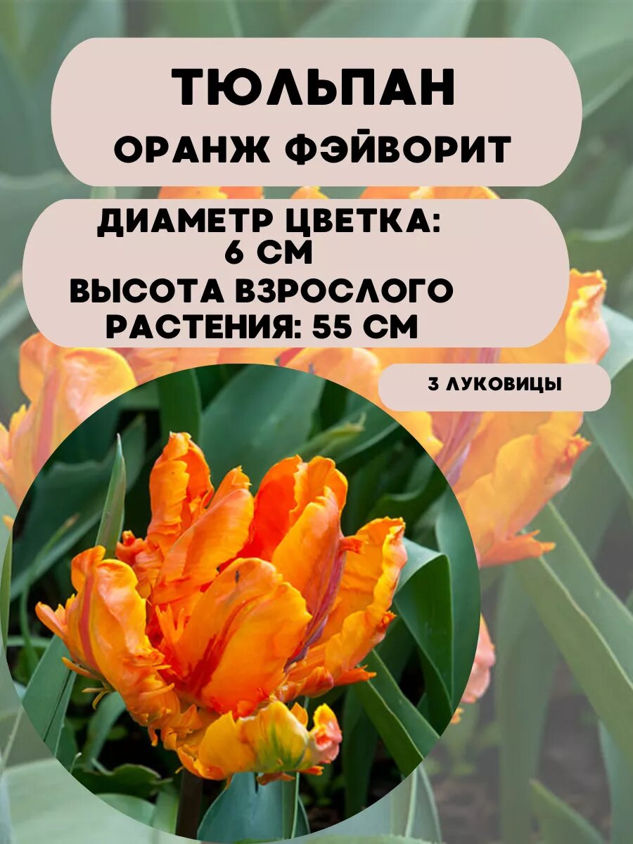 Луковицы тюльпана попугайного махрового триумф