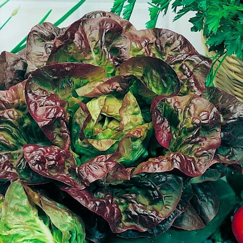 Салат 4 Сезона Кочанный Красный (0,5 гр.), Гавриш, Россия